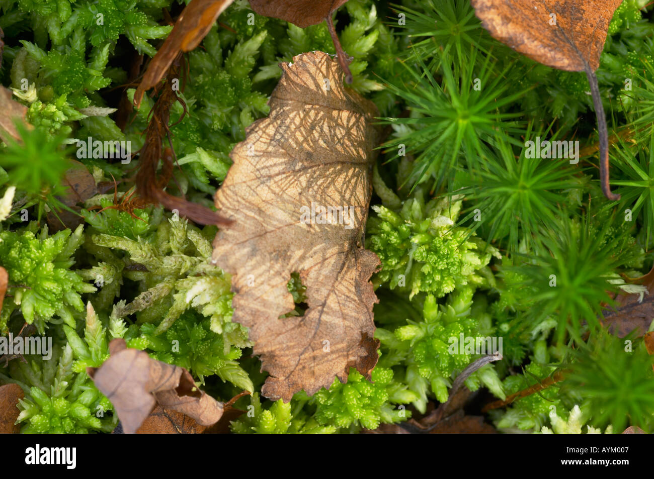 sphagnum mosses on woodland floor with autumn leaves Stock Photo - Alamy