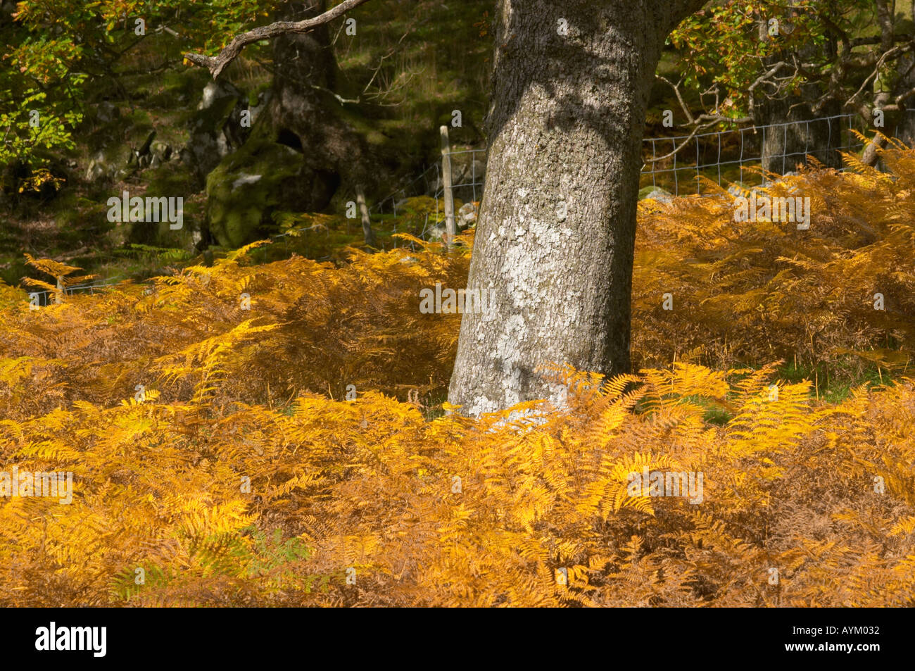 Bracken weed hi-res stock photography and images - Alamy