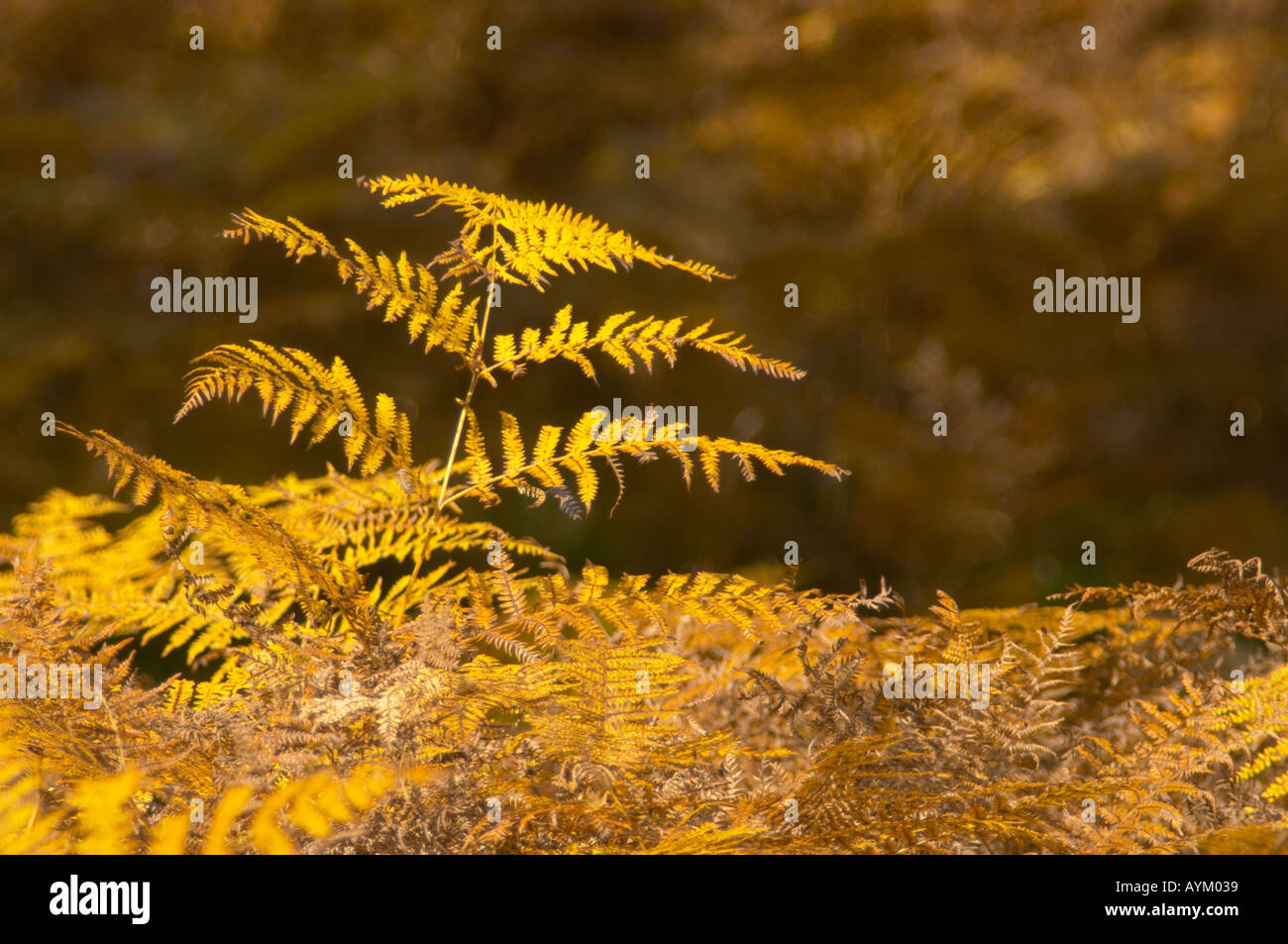 Bracken weed hi-res stock photography and images - Alamy