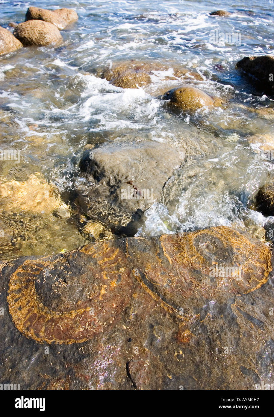 Eroded Trace Fossils Of An Arietites Bucklandi Ammonite Monmouth Beach ...
