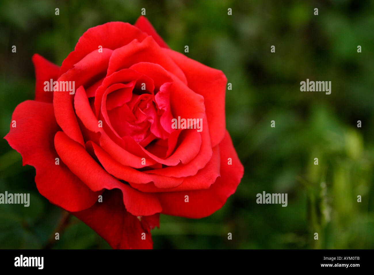 Structure of a rose hi-res stock photography and images - Alamy