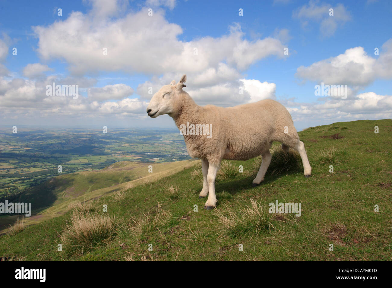 A lone sheep stands on the crest of Pen Y Fan in the Brecon Beacons ...