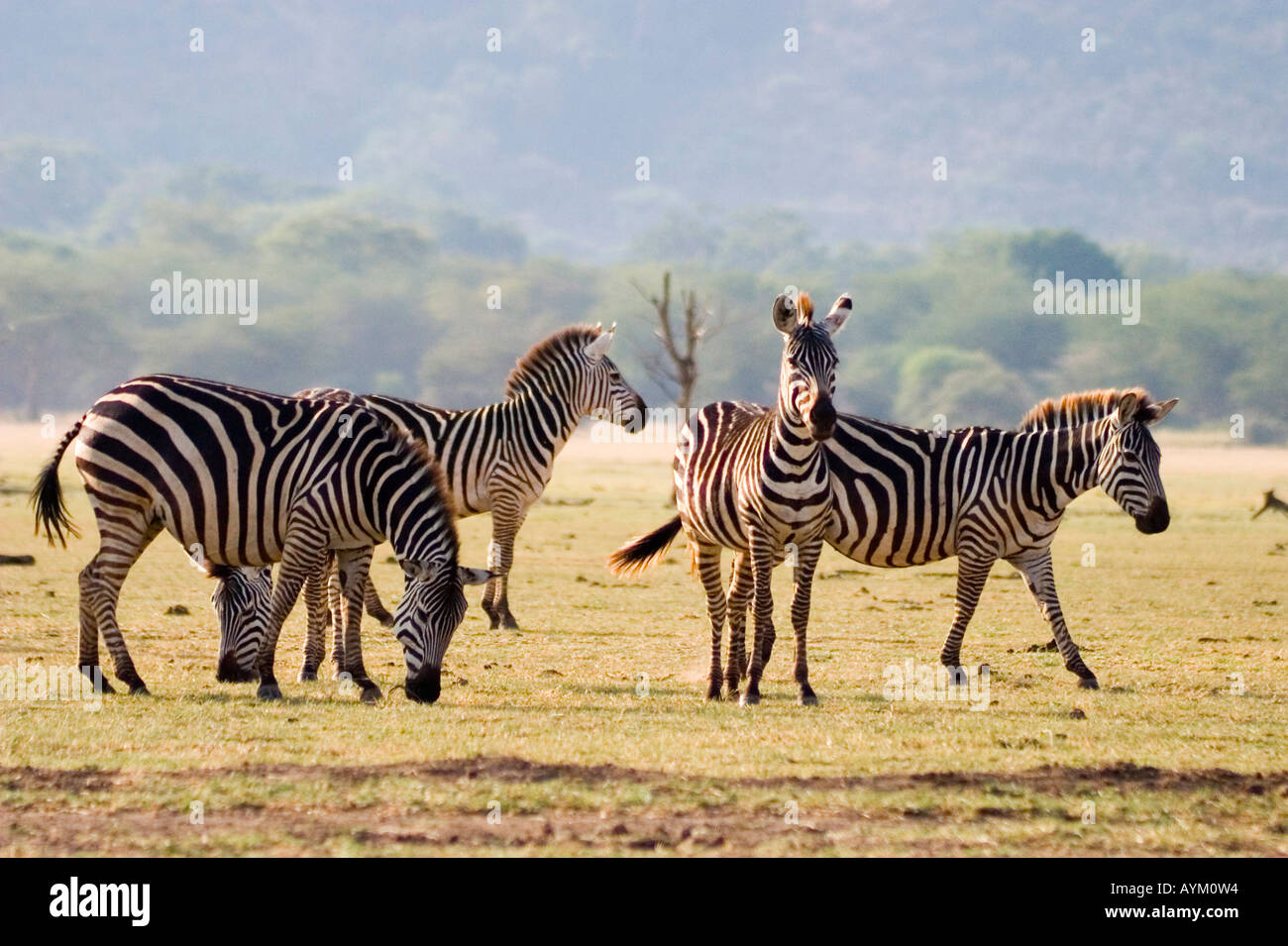 A herd of common zebra graze on the plains beside Lake Manyara in the ...