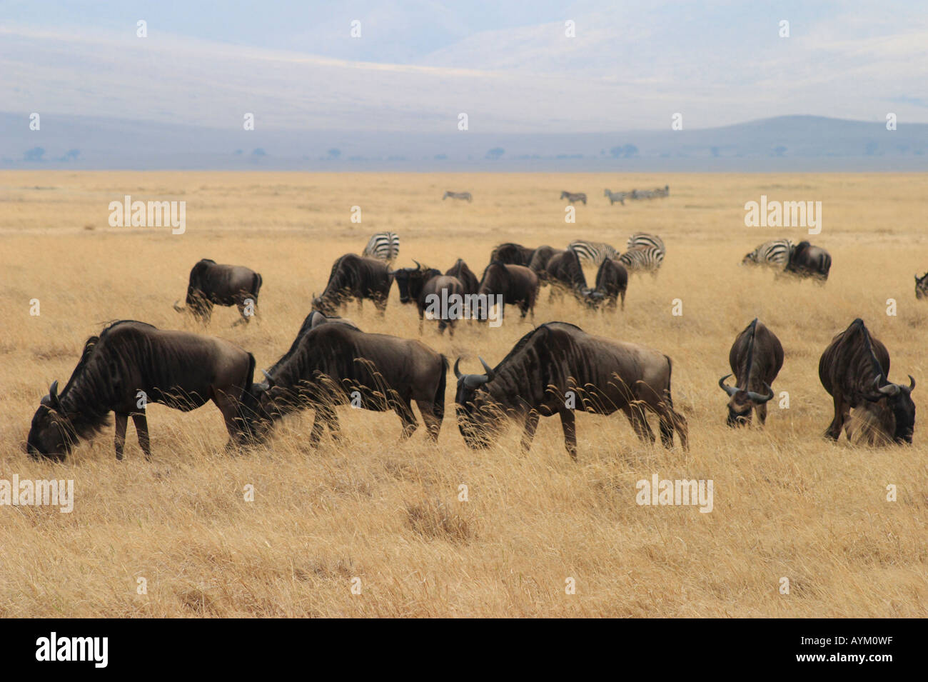 Blue wildebeest eating grass hi-res stock photography and images - Alamy