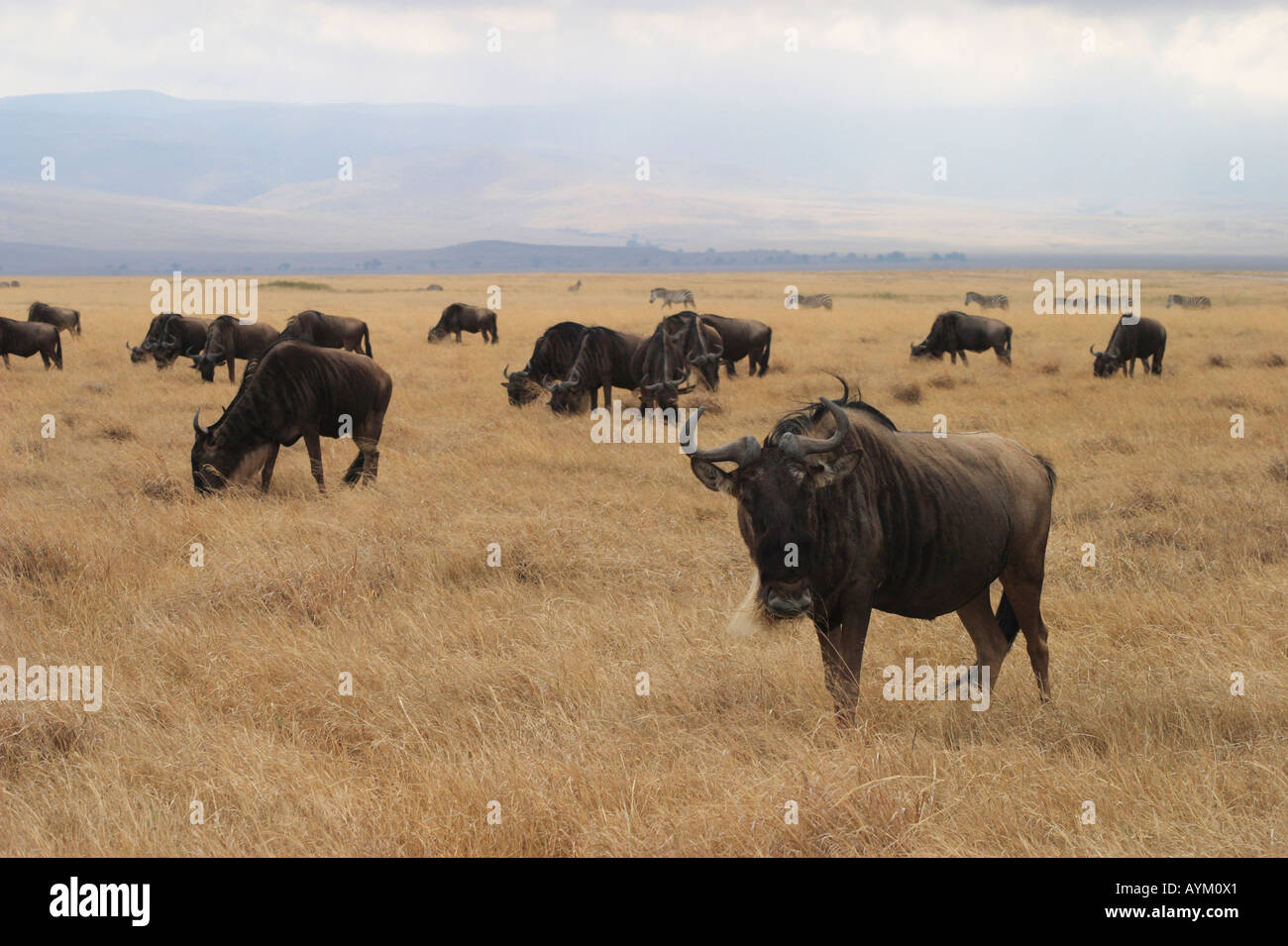 Blue wildebeest eating grass hi-res stock photography and images - Alamy