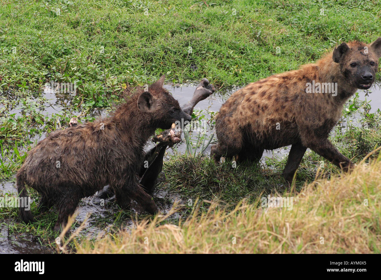 Two hyena scavenge a rotten wildebeest carcass in a watering hole in ...