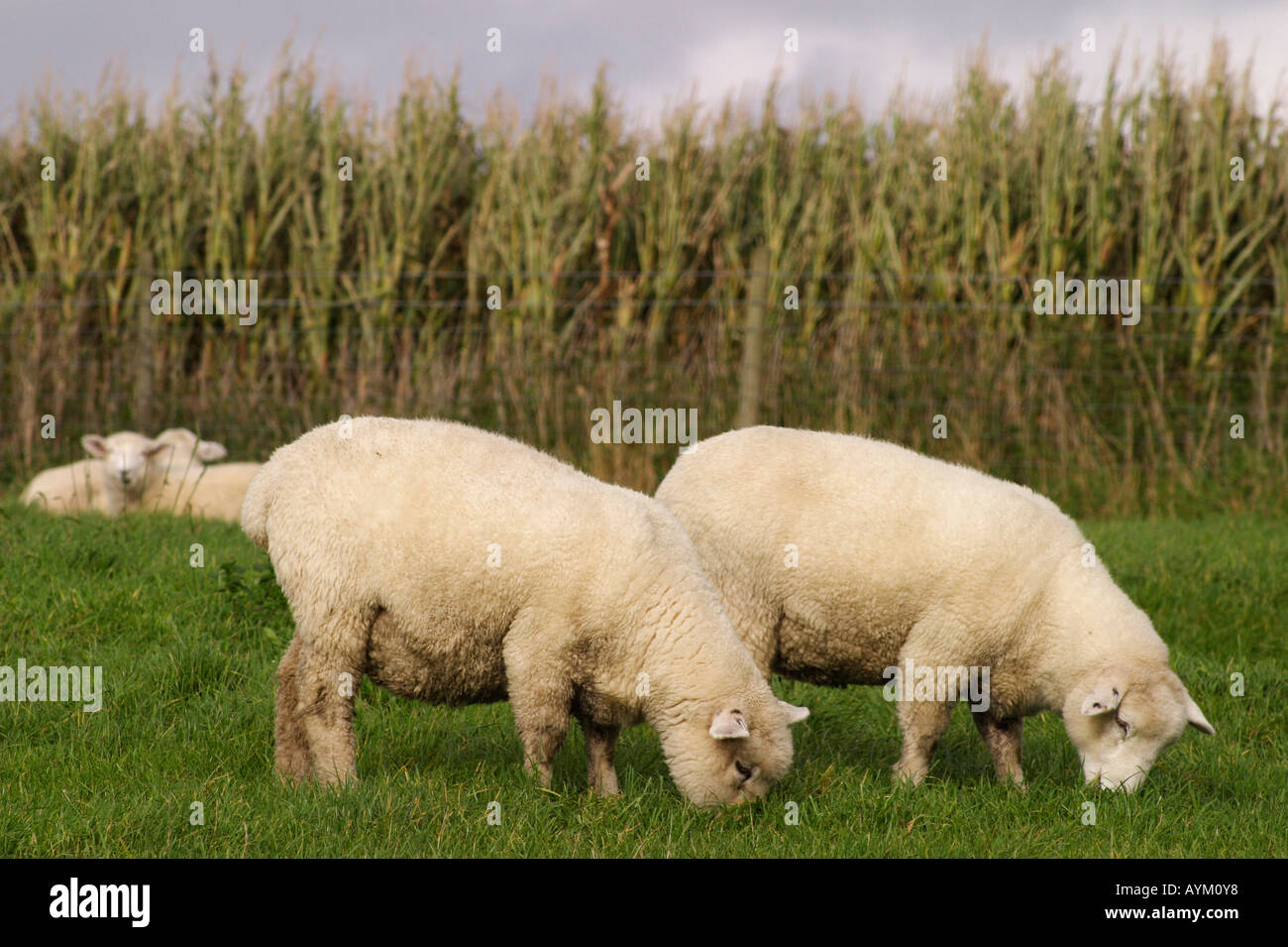 Sheep animal mammals field grass hi-res stock photography and images ...