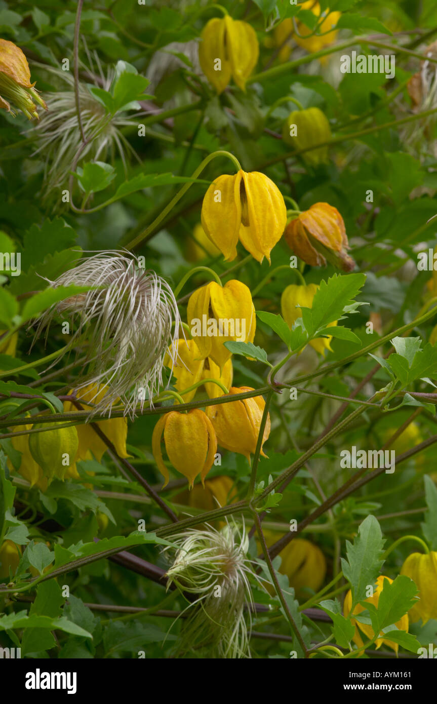 Yellow Clematis CLEMATIS Tangutica in autumn garden Stock Photo - Alamy