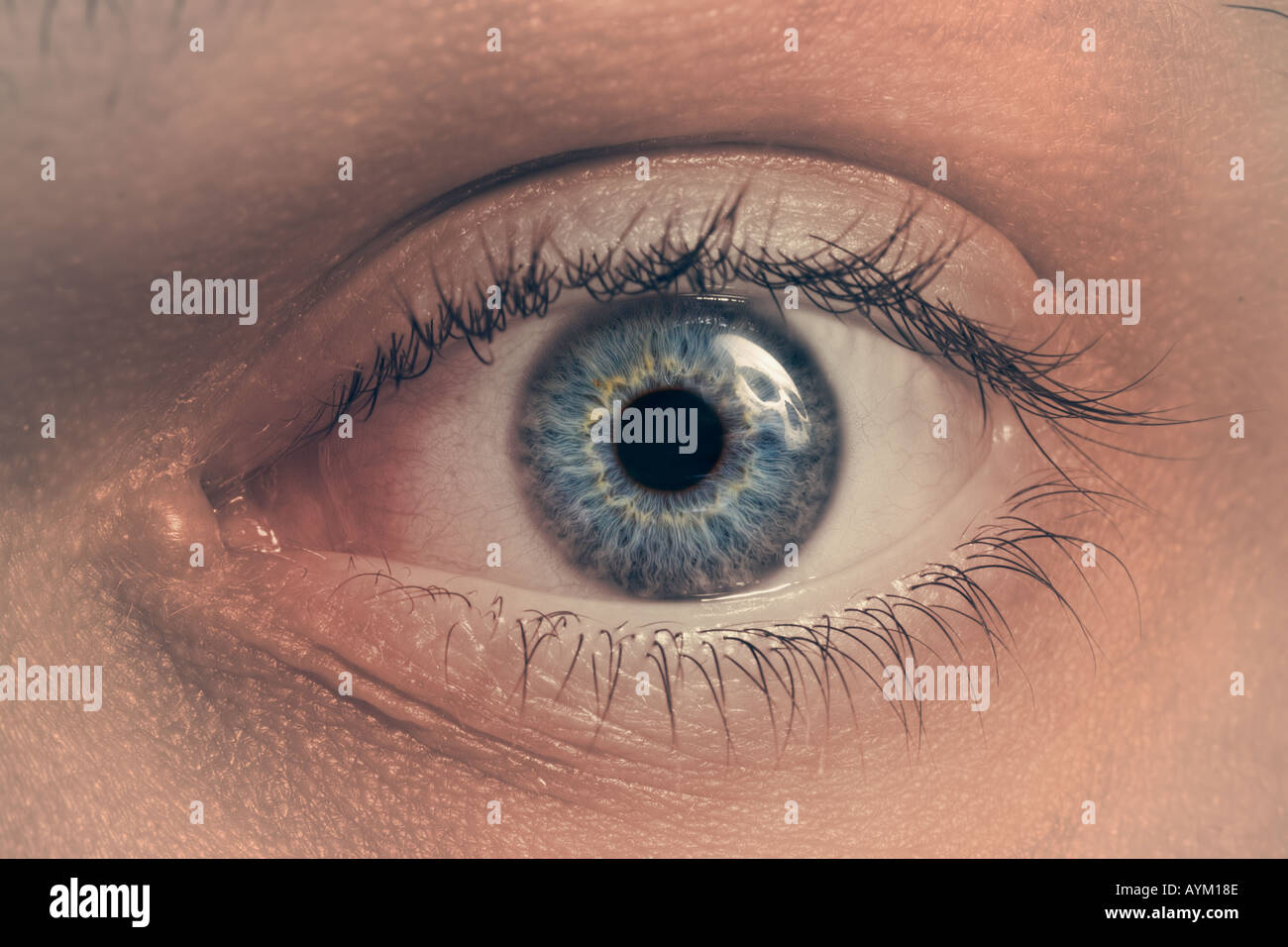 Distorted reflection human mirror hi-res stock photography and images ...