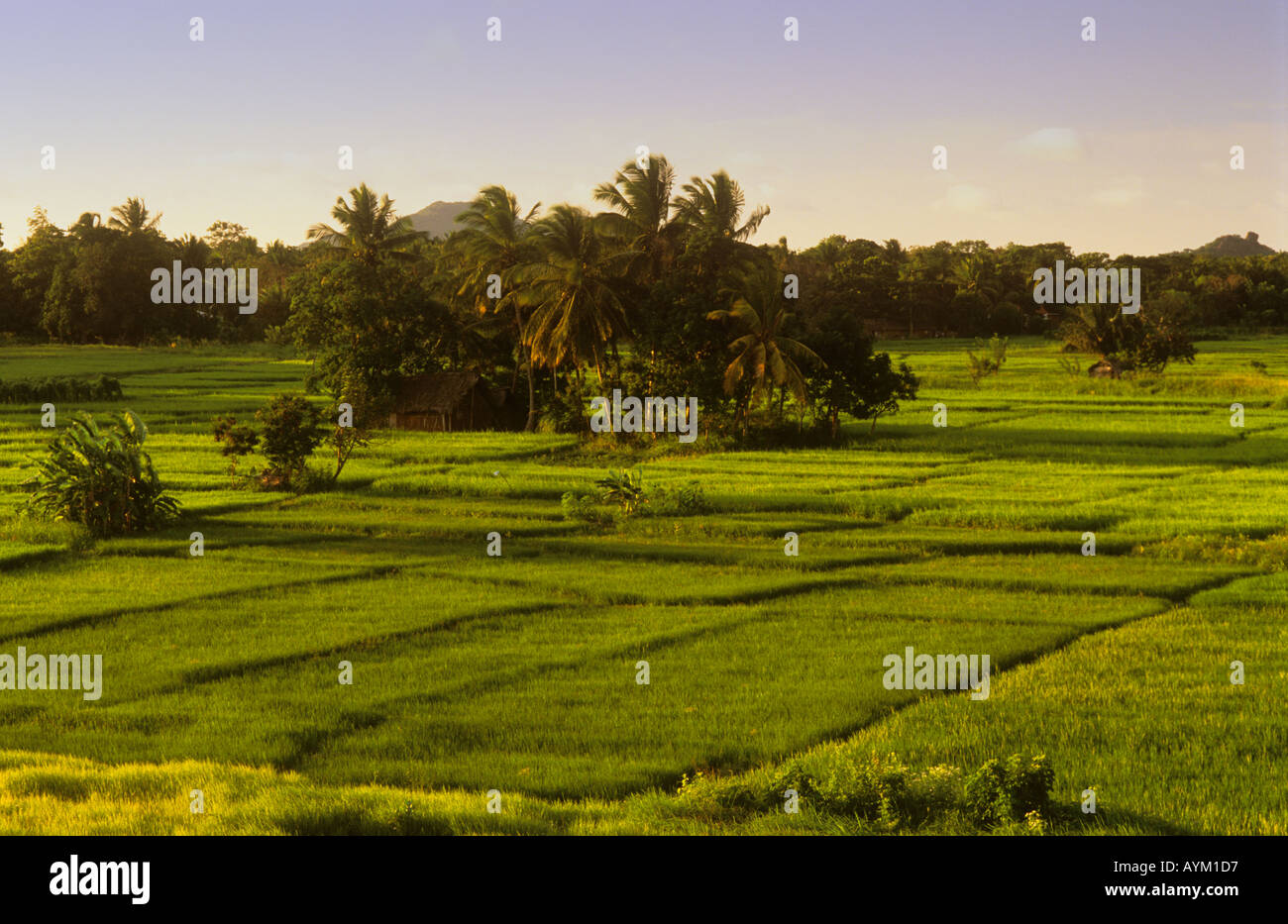 Paddy Fields Dambulla Sri Lanka Stock Photo - Alamy