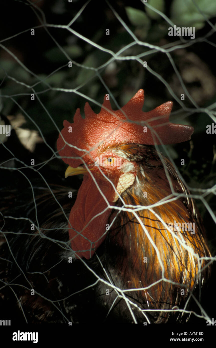 Rooster crowing morning hi-res stock photography and images - Alamy