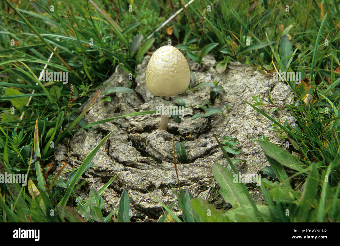 Fungus Mushroom Dung Fungi Stock Photos & Fungus Mushroom Dung Fungi ...