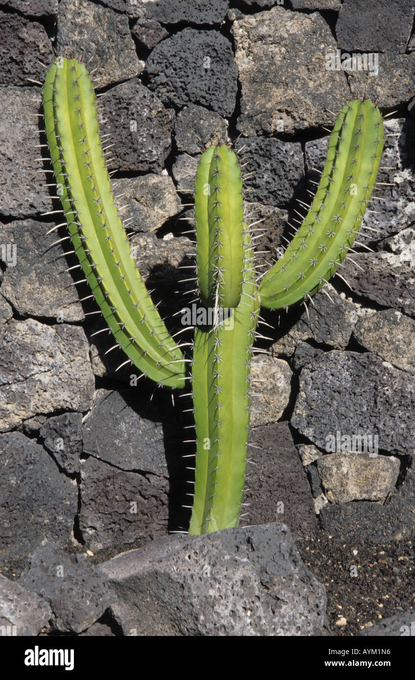 Classic cactus hi-res stock photography and images - Alamy