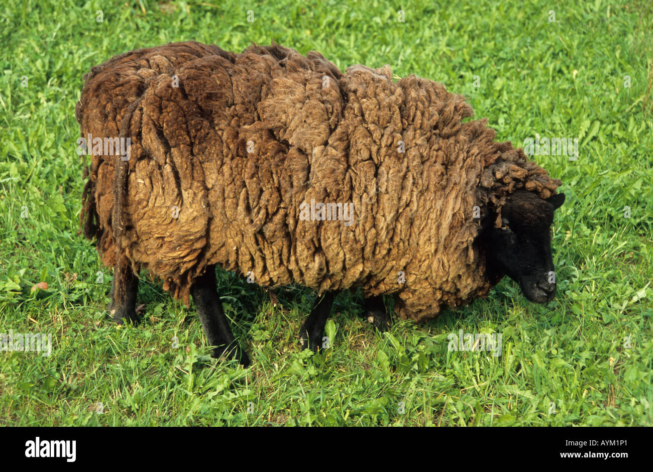 Sheep wool dreadlocks hi-res stock photography and images - Alamy