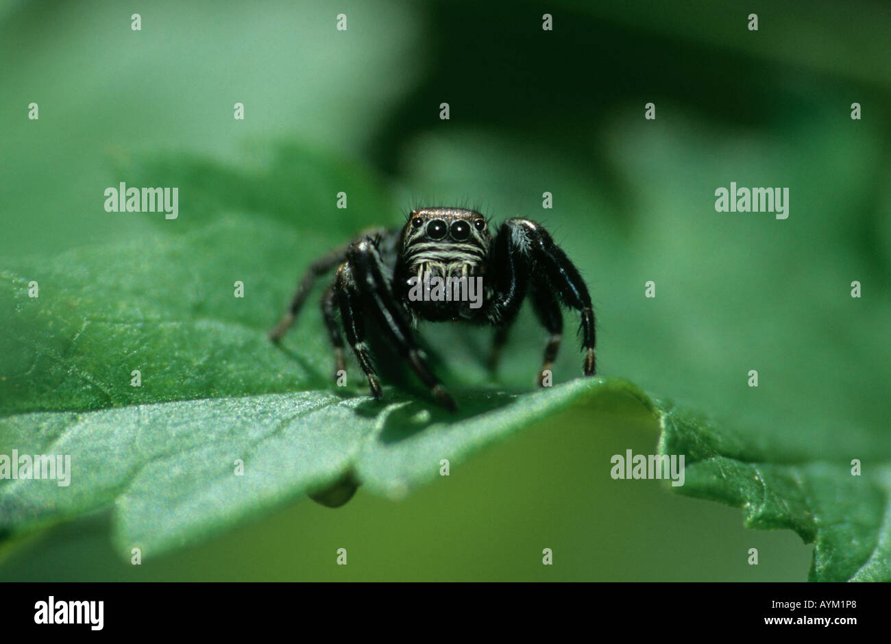 Afraid spider hi-res stock photography and images - Alamy