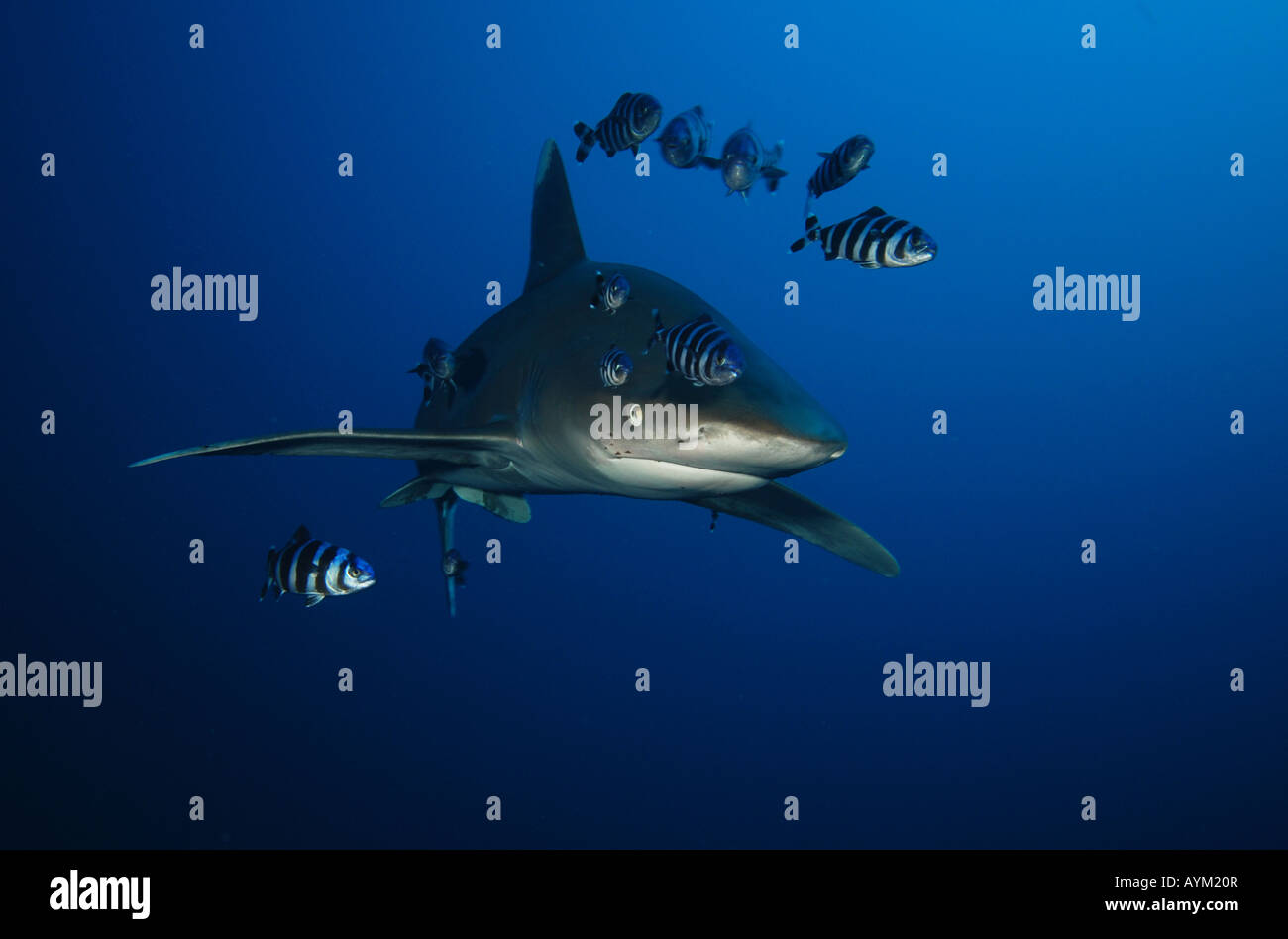 Oceanic whitetip shark 2, carcharhinus longimanus Stock Photo - Alamy