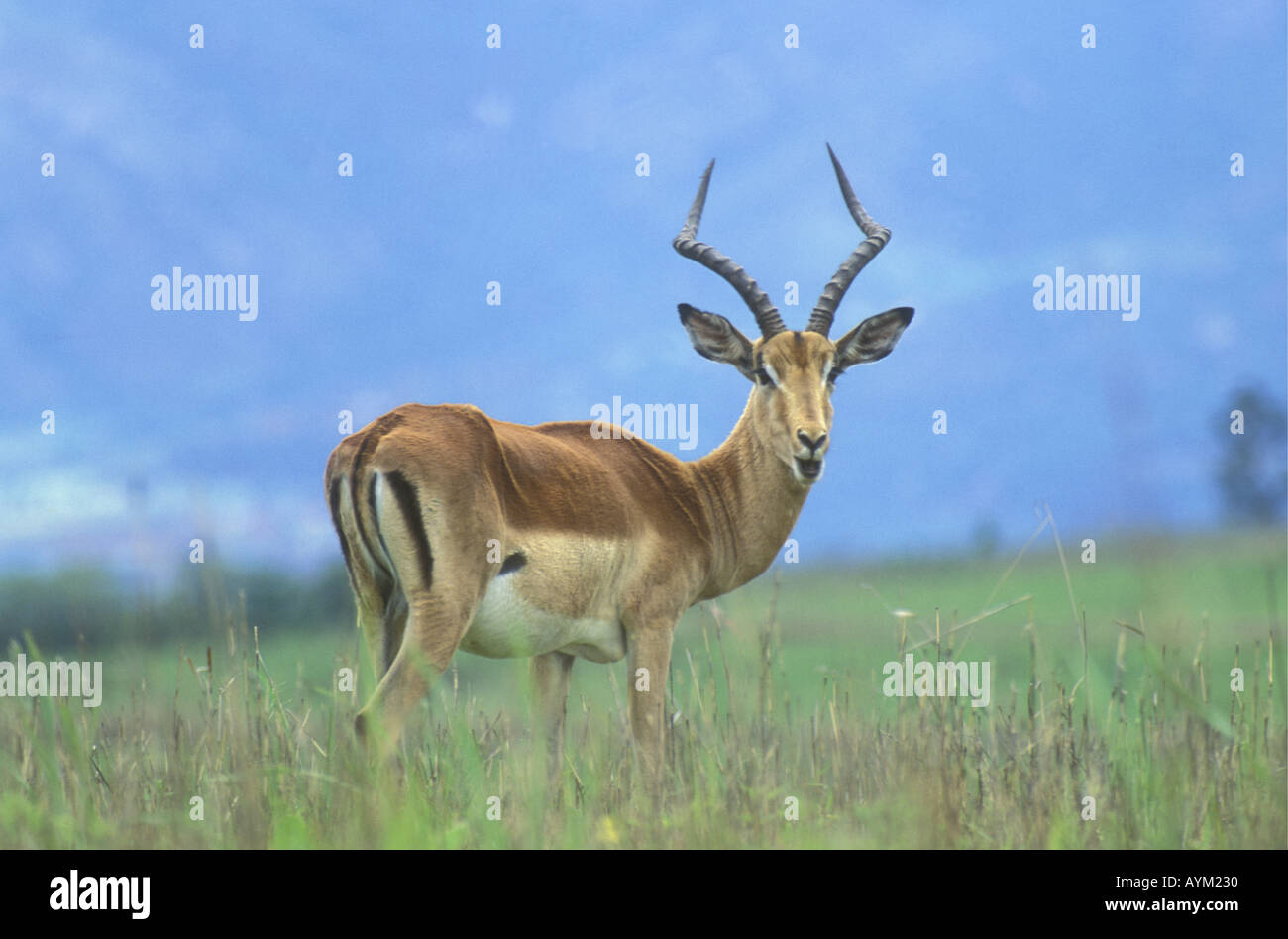 A fine male Impala with big horns Stock Photo - Alamy