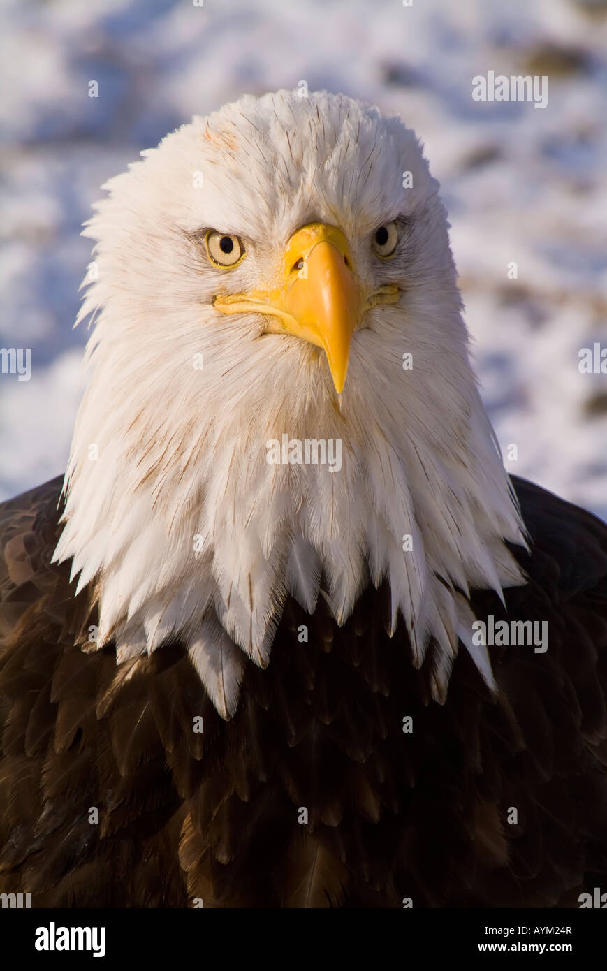 Bald eagle, Haliaeetus leucocephalus, Homer Spit, Homer, Alaska, USA ...