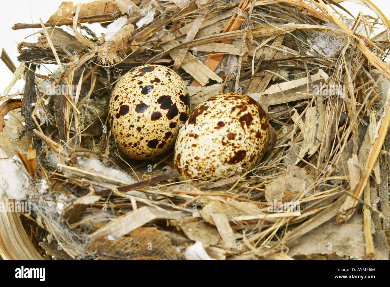 Two quail eggs in nest isolated on white Stock Photo - Alamy