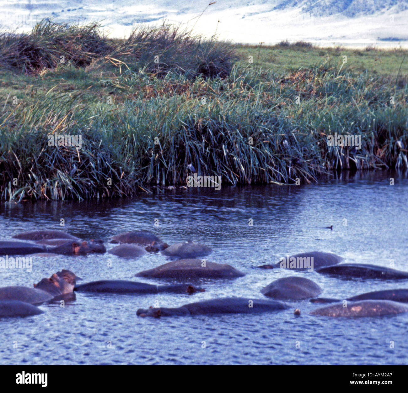 Second largest Hippo pool in Africa approxmiately 45 Hippos Stock Photo ...