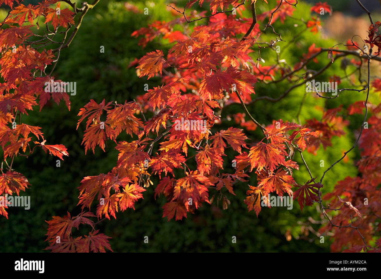 Japanese Maple Autumn Fire High Resolution Stock Photography and Images ...