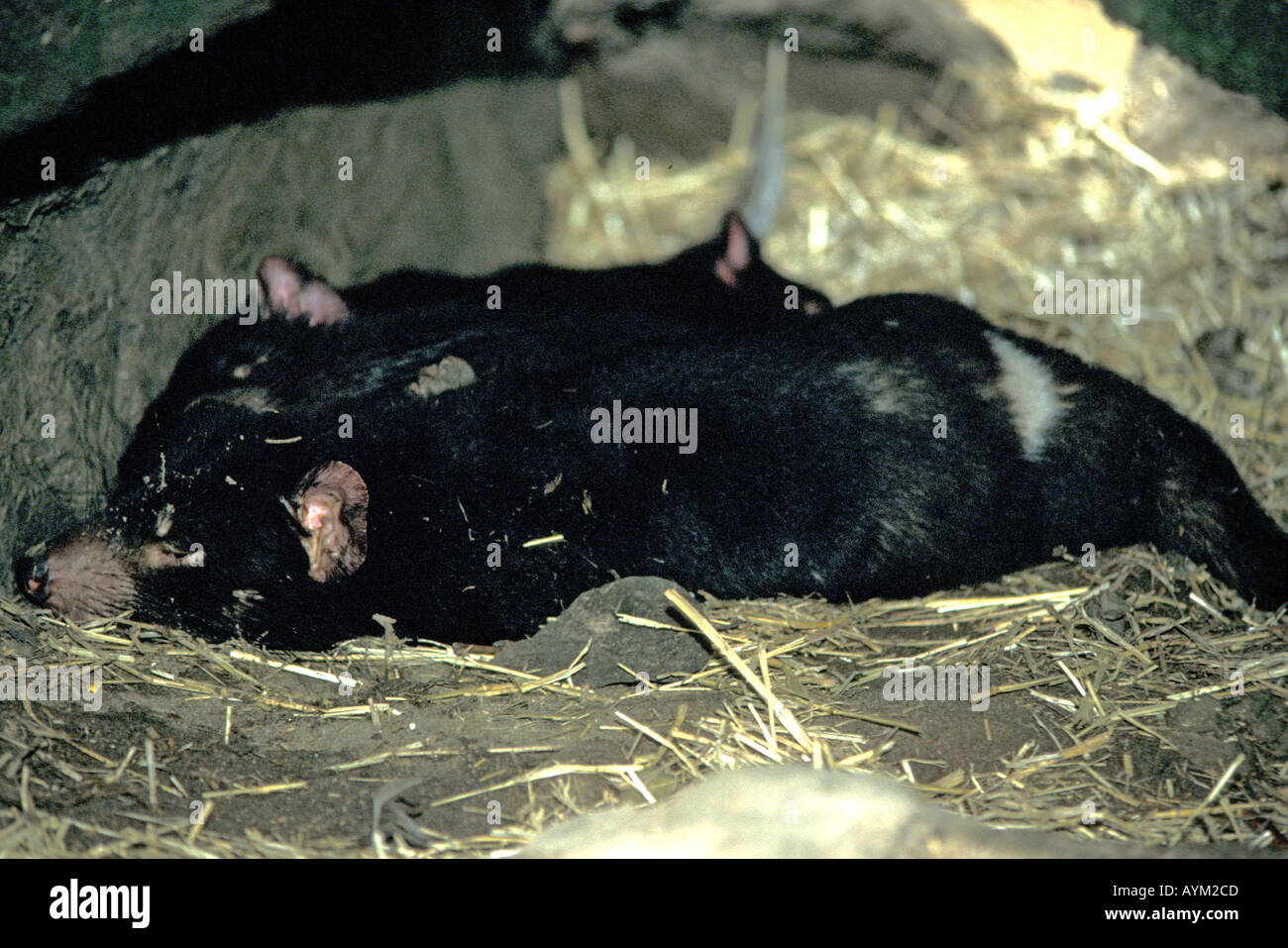 Sleeping With The Devil Stock Photos & Sleeping With The Devil Stock ...