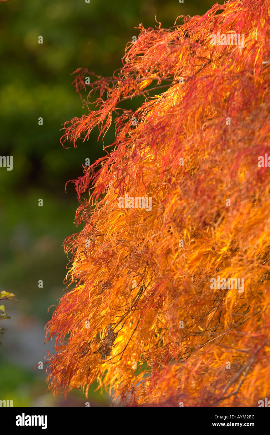 Dissectum japanese maple hi-res stock photography and images - Alamy