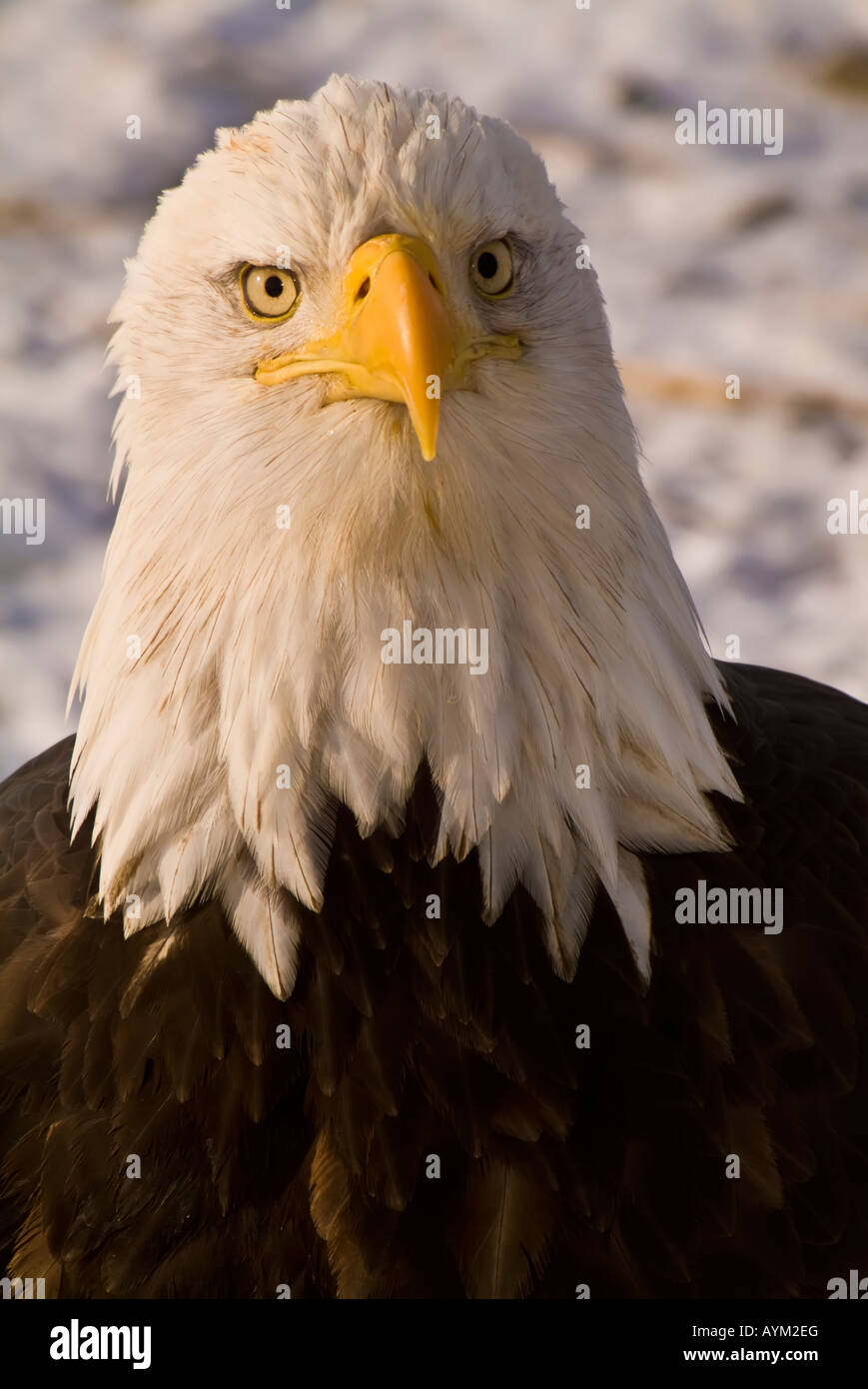 Bald eagle, Haliaeetus leucocephalus, Homer Spit, Homer, Alaska, USA ...