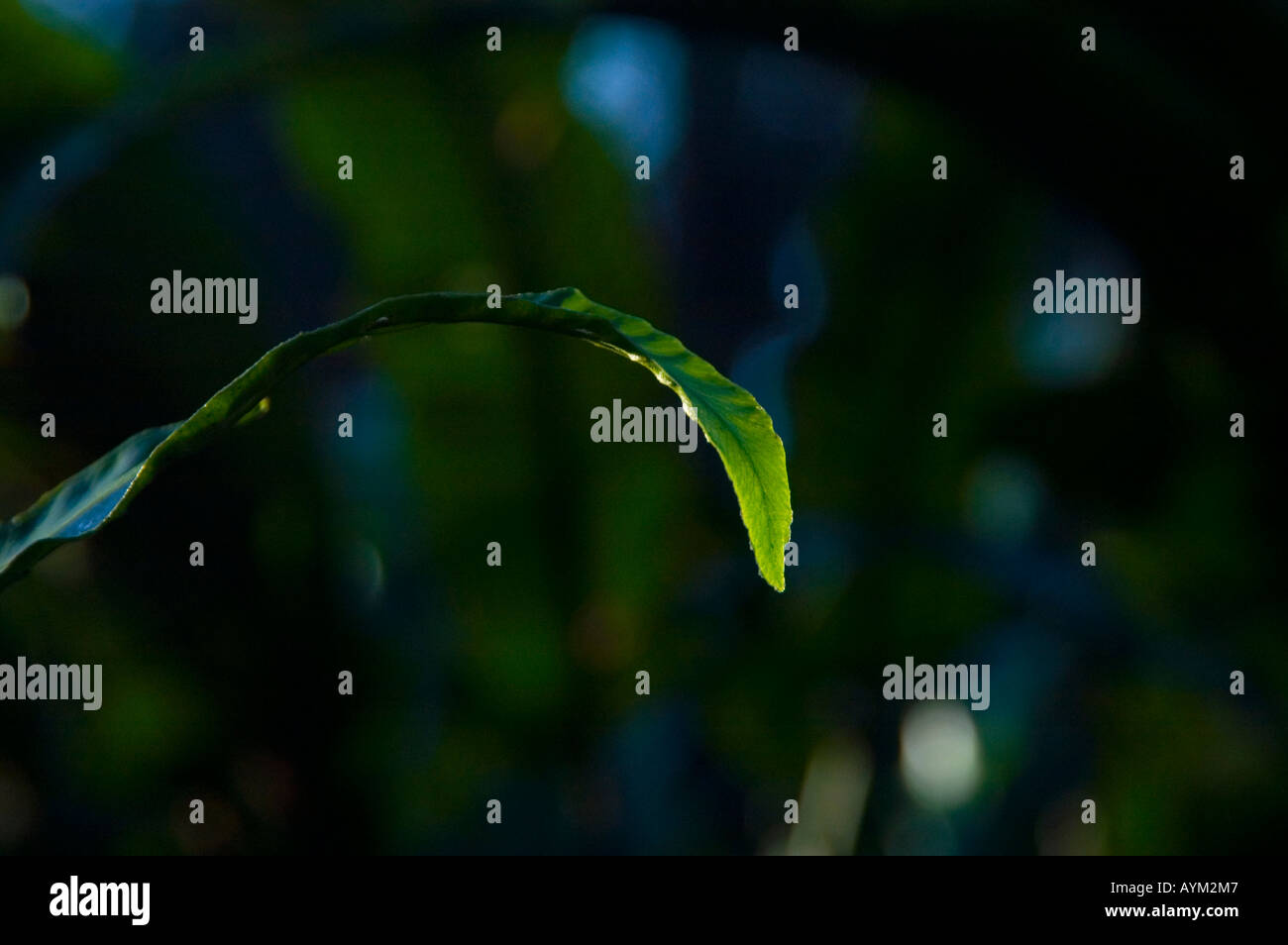 Delicately lit fern leaf Stock Photo - Alamy Delicately lit fern leaf Stock Photo - Alamy