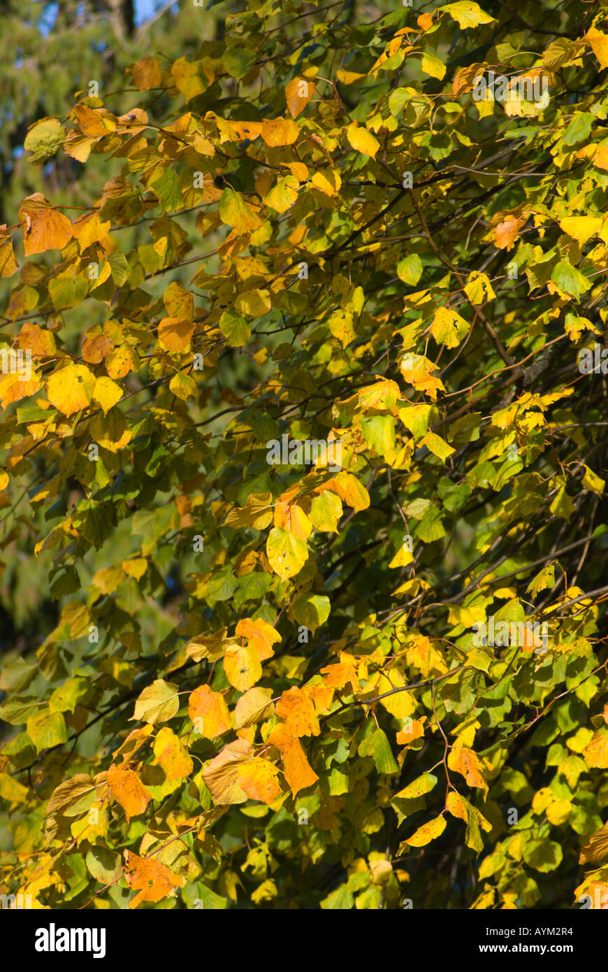 Autumn beech trees Stock Photo - Alamy