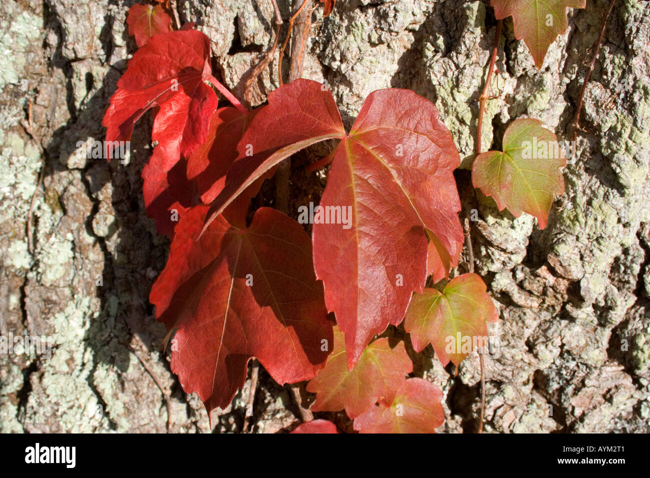 Virginia creeper climbing tree hi-res stock photography and images - Alamy