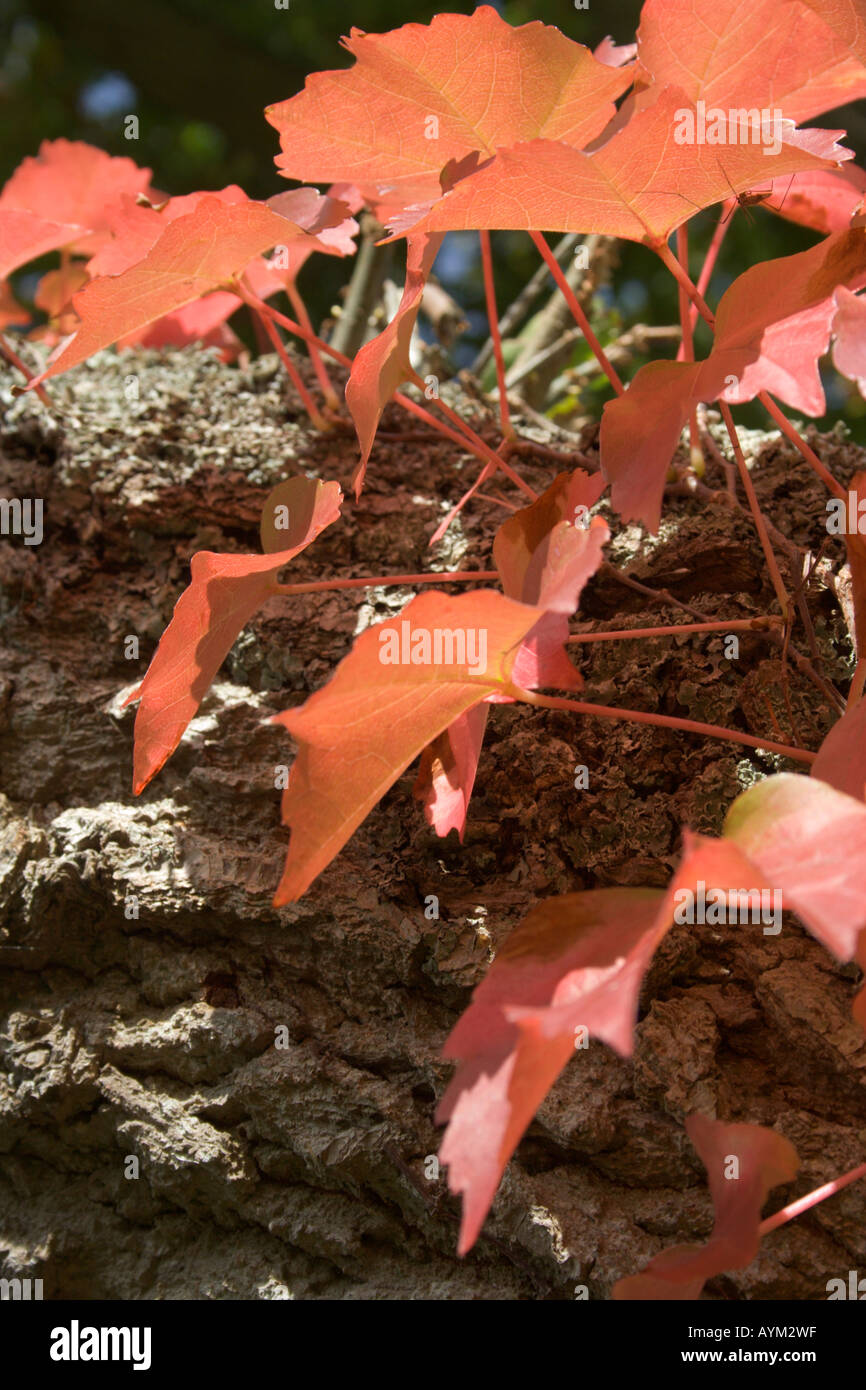 Virginia creeper climbing tree hi-res stock photography and images - Alamy