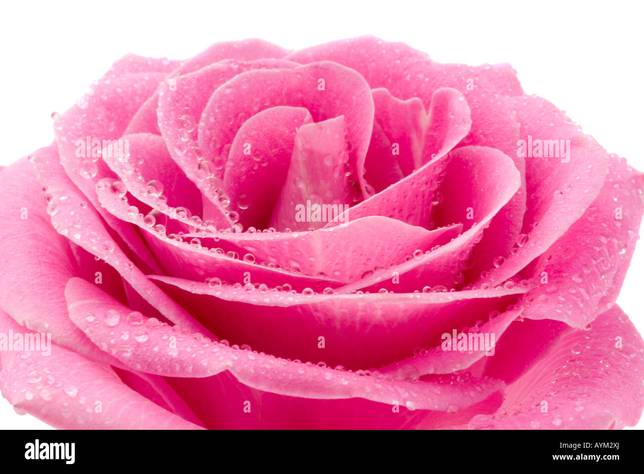 the pink rose with water drops macro Stock Photo - Alamy