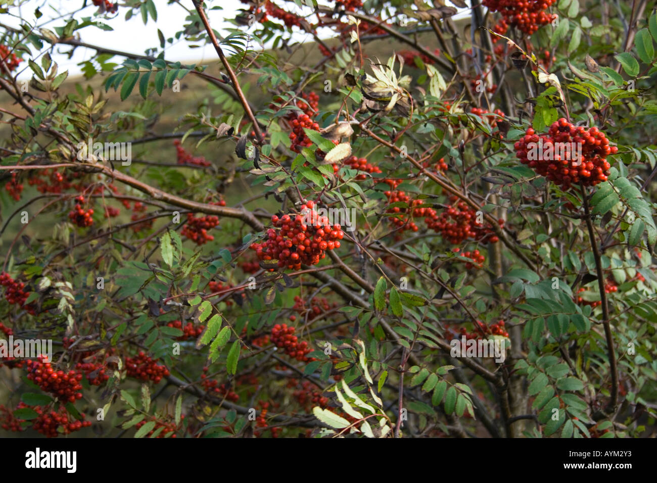 Scottish rowan tree hi-res stock photography and images - Alamy