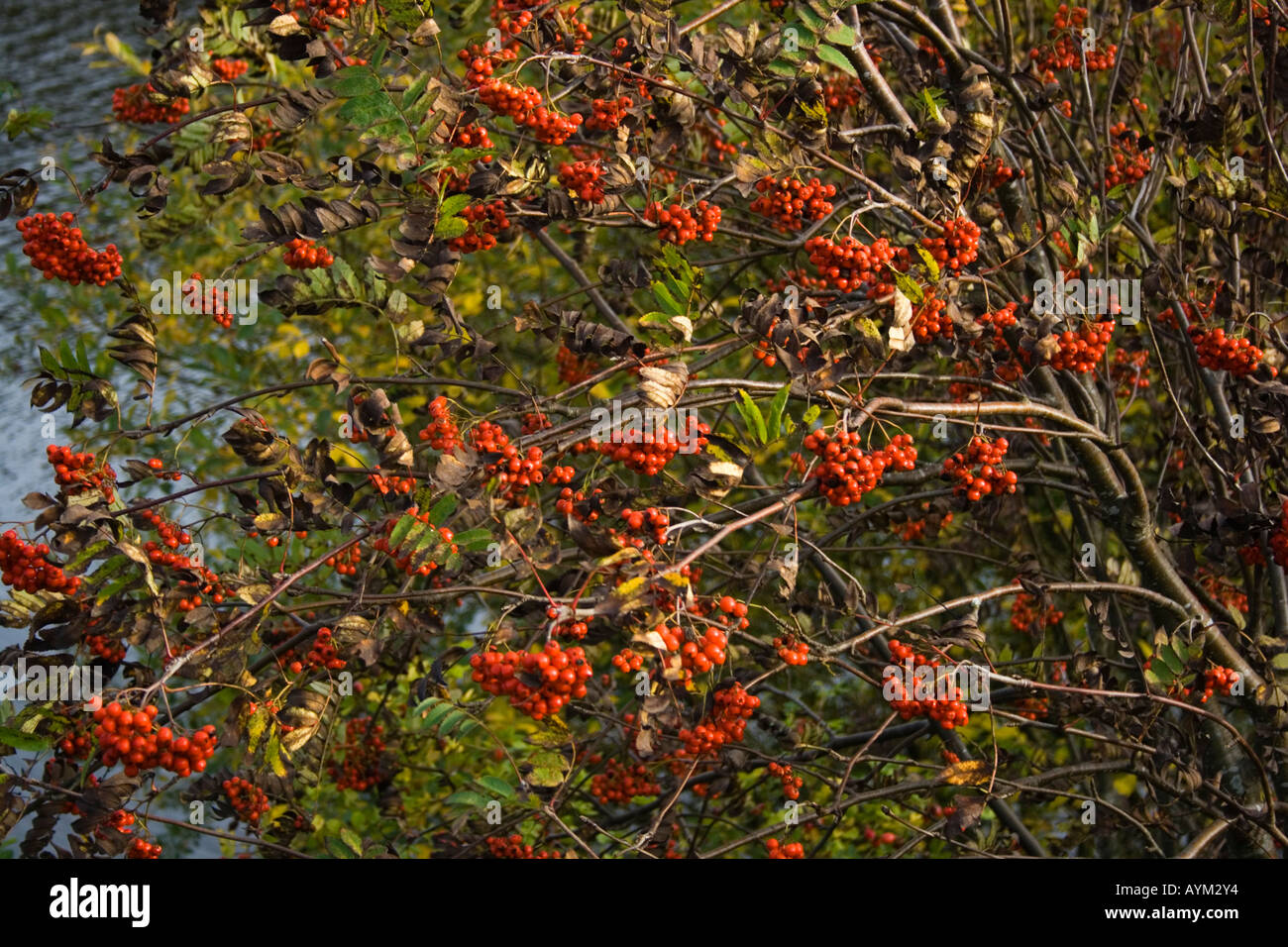 Scottish rowan tree hi-res stock photography and images - Alamy