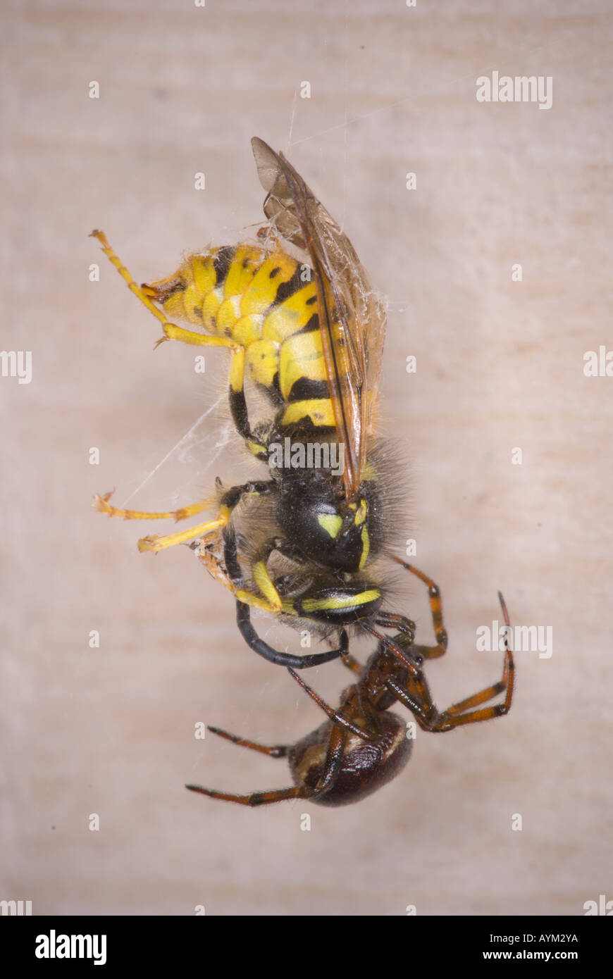 A small house spider snares and subdues a large wasp as its prey on a ...