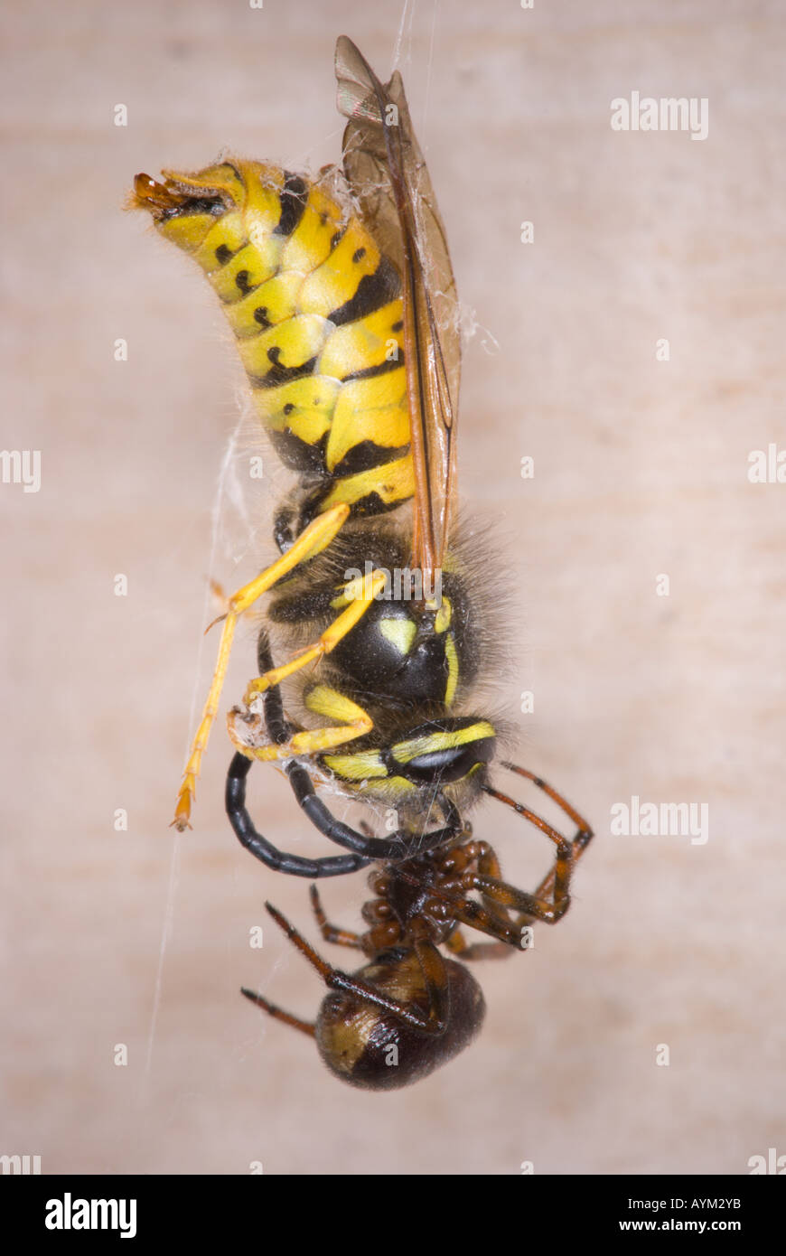 A small house spider snares and subdues a large wasp as its prey on a ...