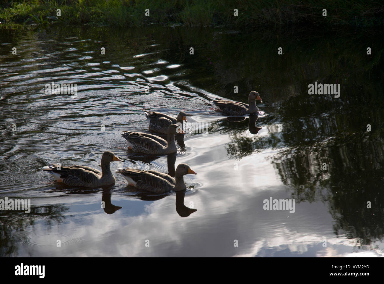 River Tweed Kelso Scottish Borders UK ducks near the old mill dam Stock ...