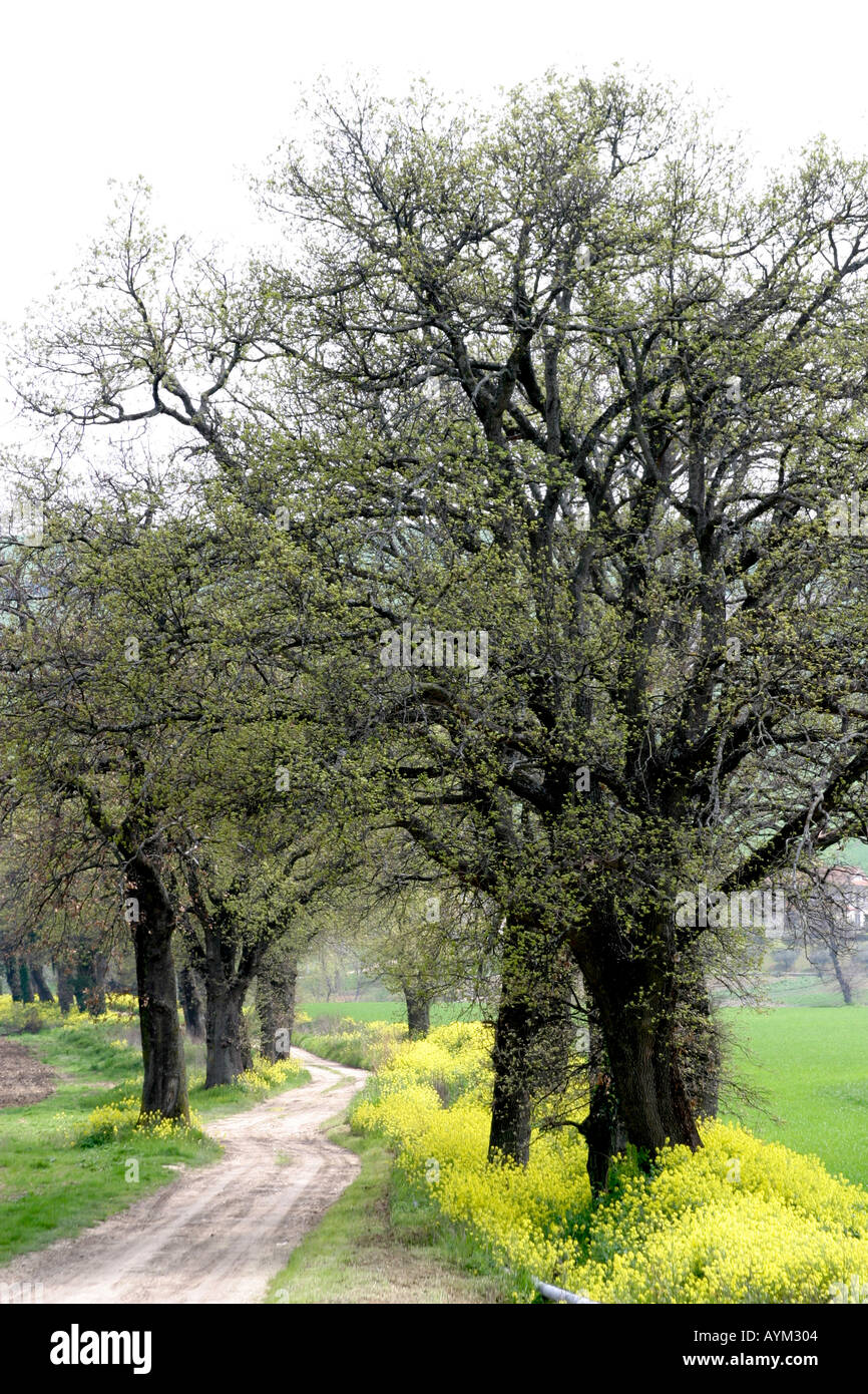 Avenue of trees with a background of yellow spring flowers at the base ...