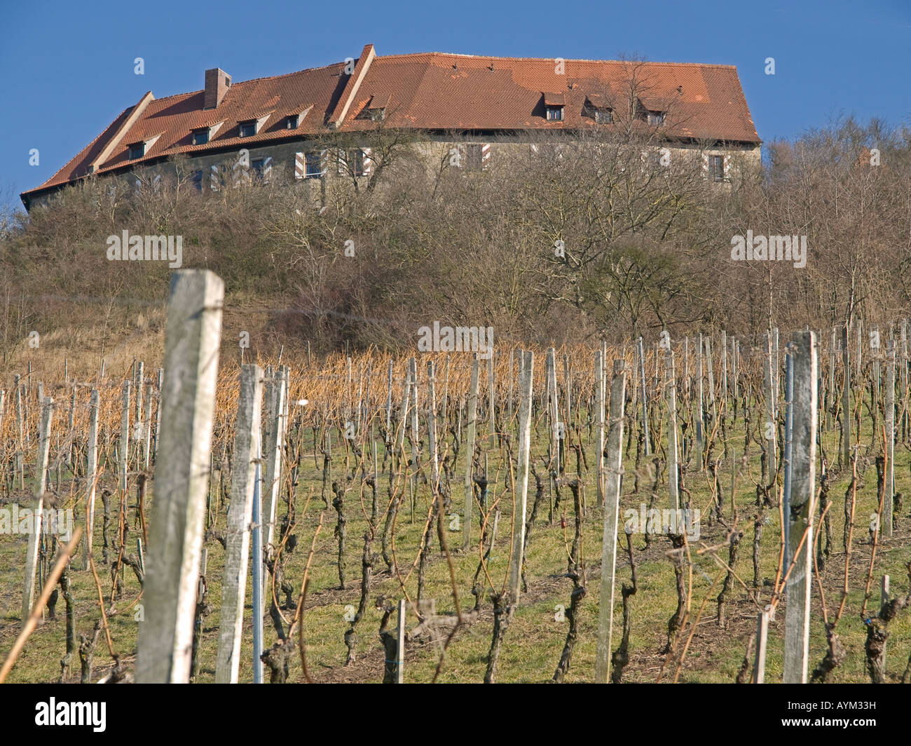 the castle Hoheneck behind vineyard in springtime Ipsheim Franconia ...