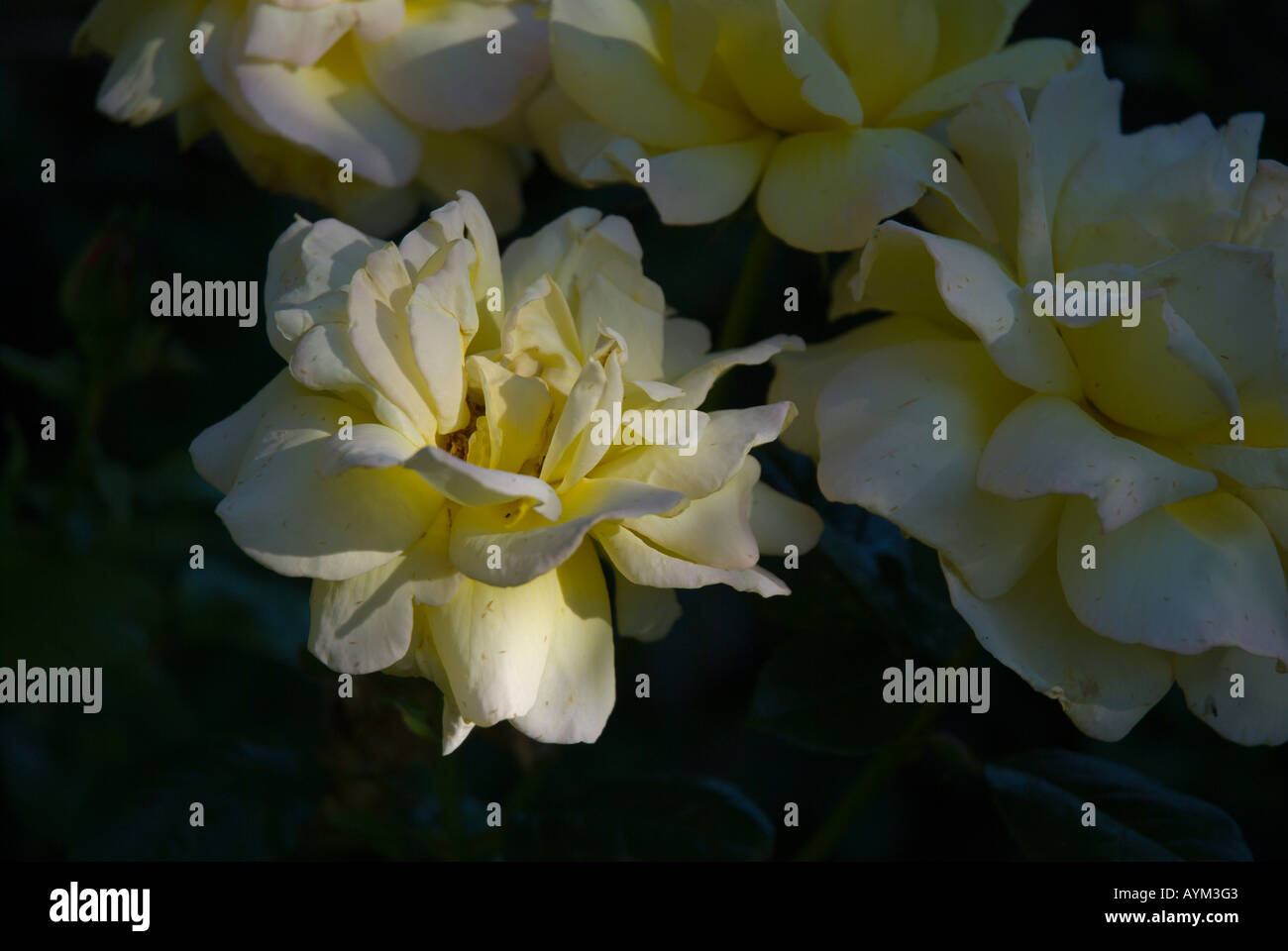 Tall yellow standard rose Stock Photo - Alamy