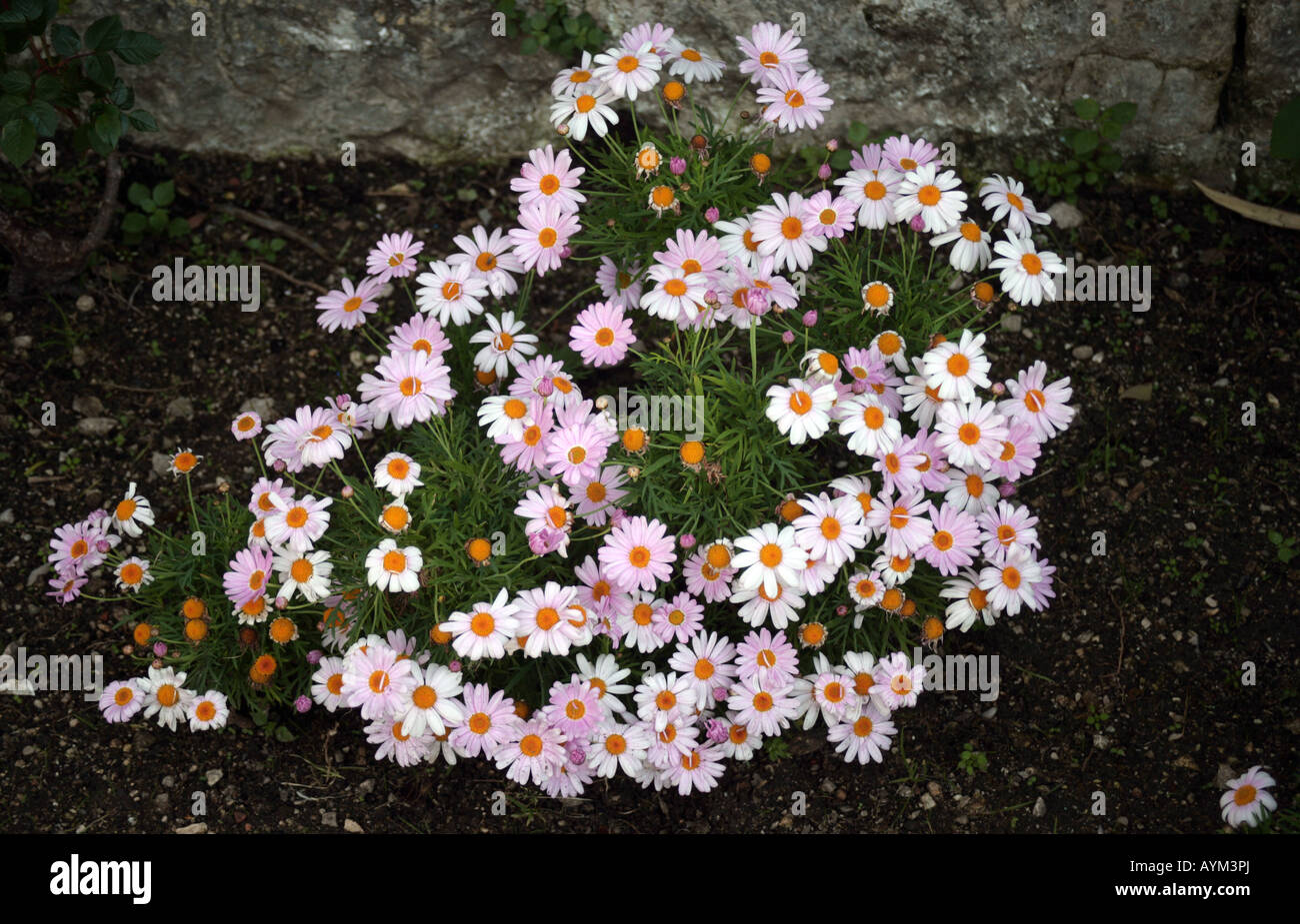 Argyranthemum hi-res stock photography and images - Alamy
