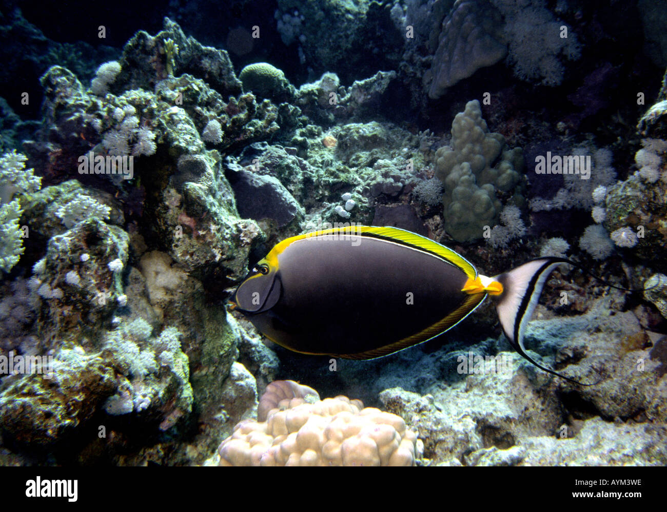 Egypt Red Sea Orange Spine Surgeonfish Naso Literatus Stock Photo - Alamy