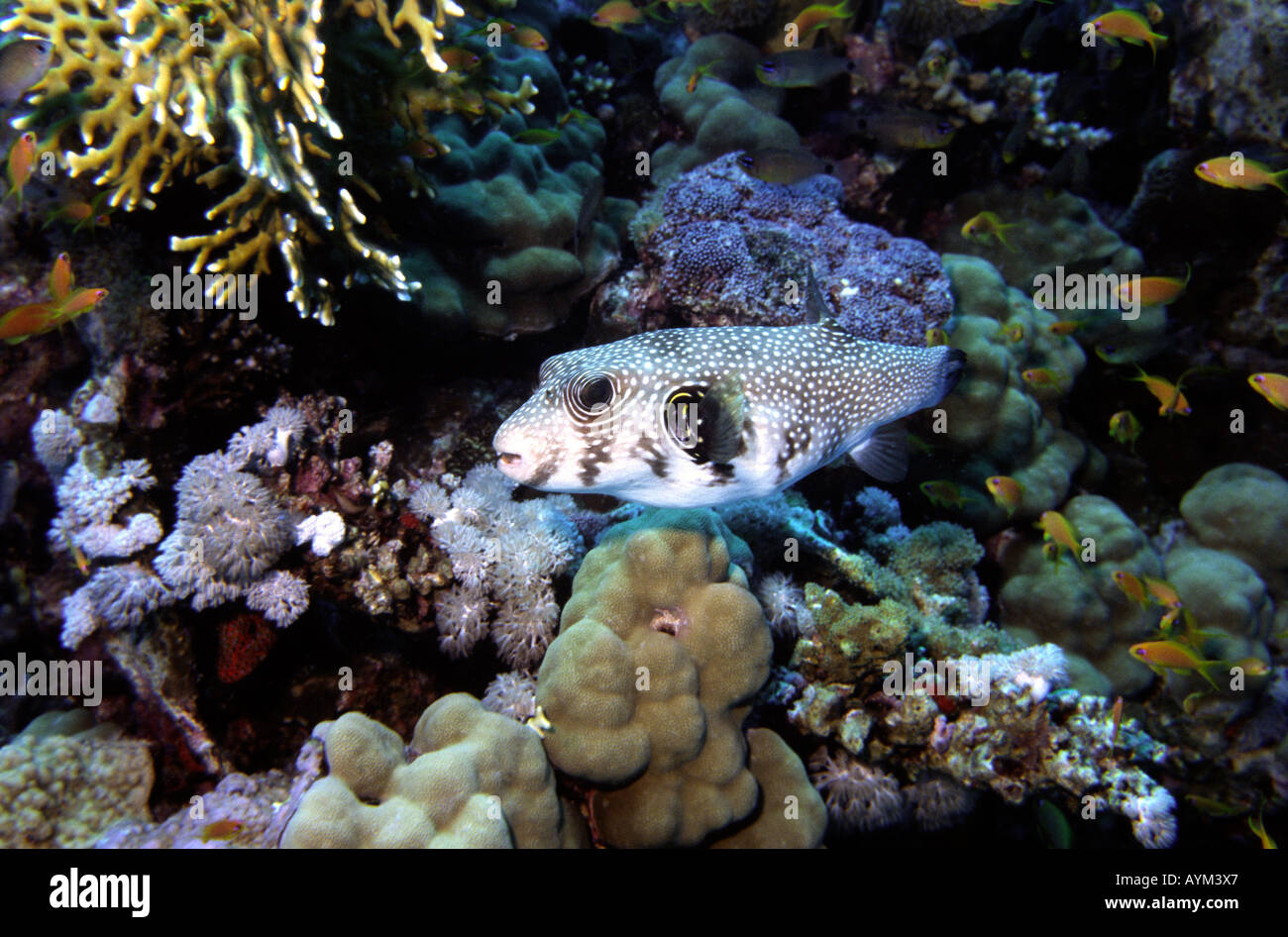 Egypt Red Sea trunk fish Tetrasomus gibbosus Stock Photo - Alamy
