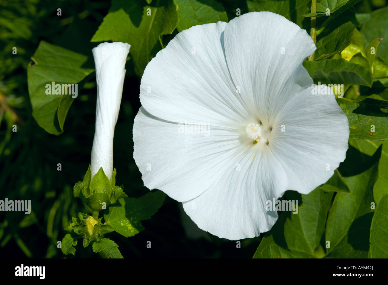 White flower and bud August 2007 Karaganda Stock Photo - Alamy