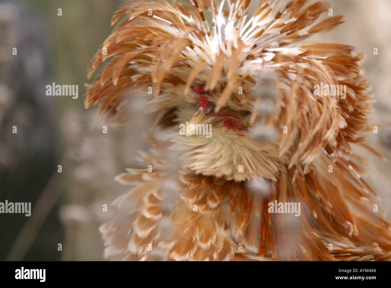 fancy breed of chicken Stock Photo - Alamy