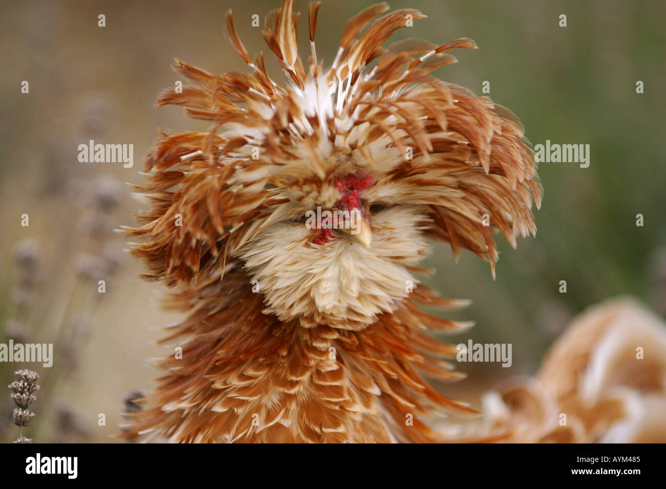 fancy breed of chicken Stock Photo - Alamy