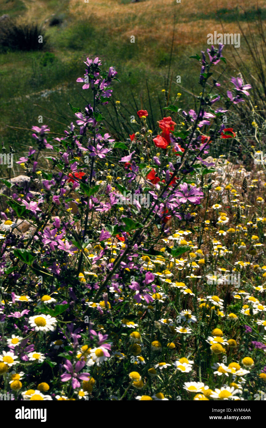 Wild spanish hillside hi-res stock photography and images - Alamy