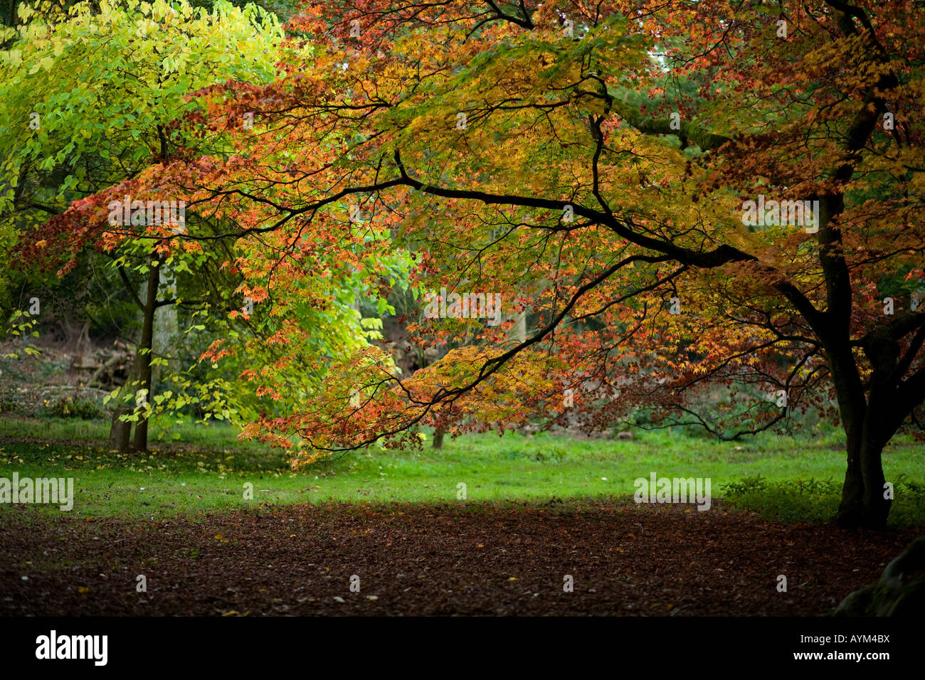 Orange Acer tree with vivid green background, Autumn at Westernbirt ...