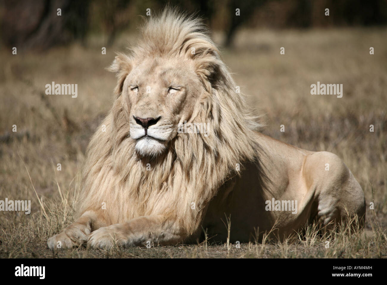 White lion napping in the sun Stock Photo - Alamy